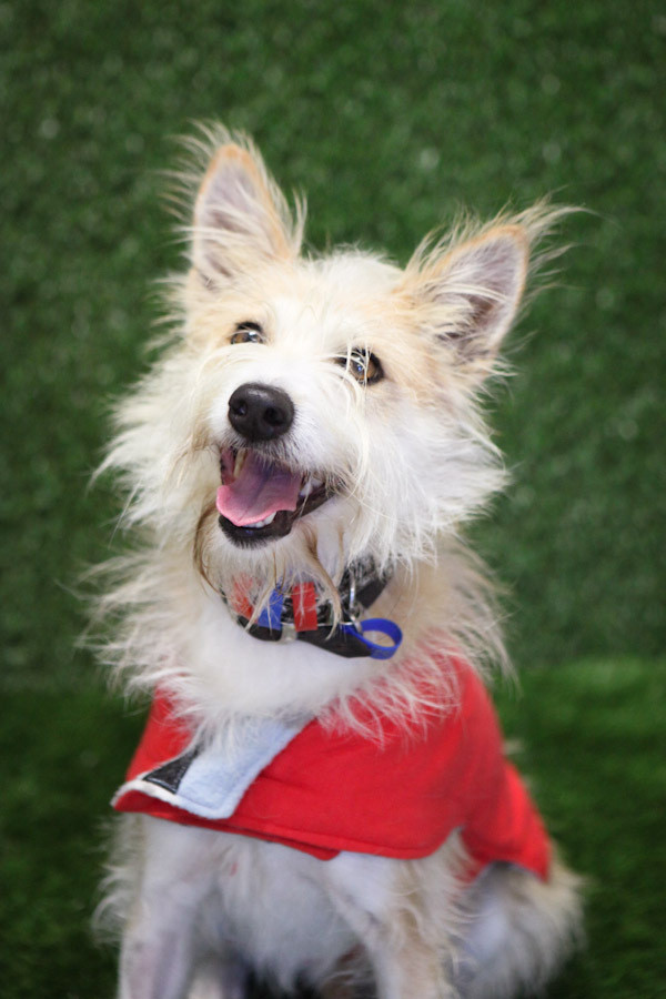 Charlie - Medium Male Basenji x Poodle Toy Mix Dog in QLD - PetRescue