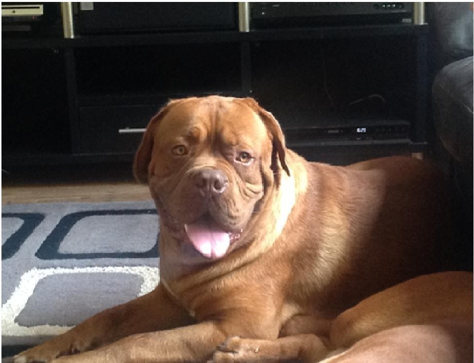 Bojo - Large Male Dogue De Bordeaux Dog in VIC - PetRescue