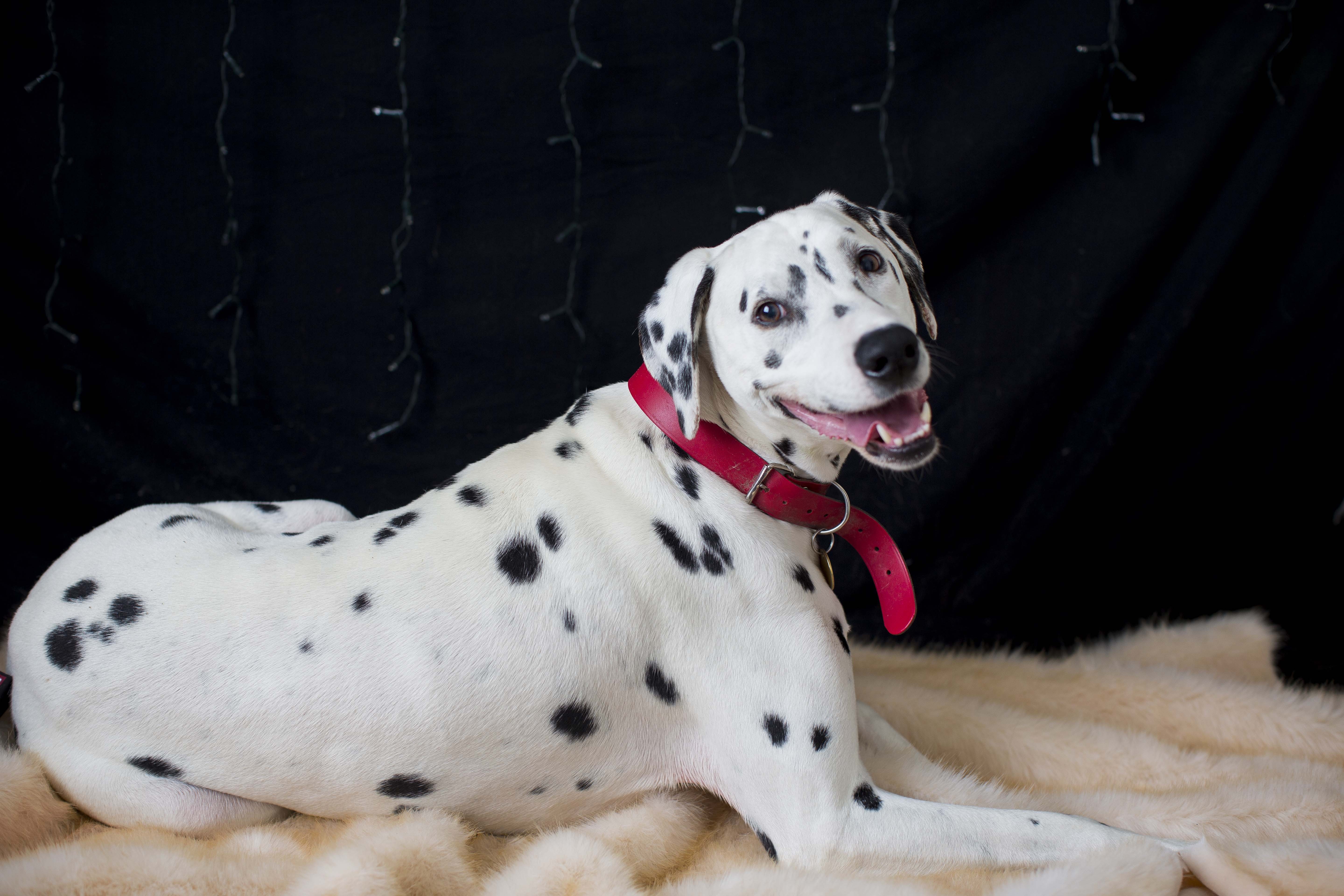 Jackson *Big Cuddly Bear* - Large Male Dalmatian Dog in VIC - PetRescue