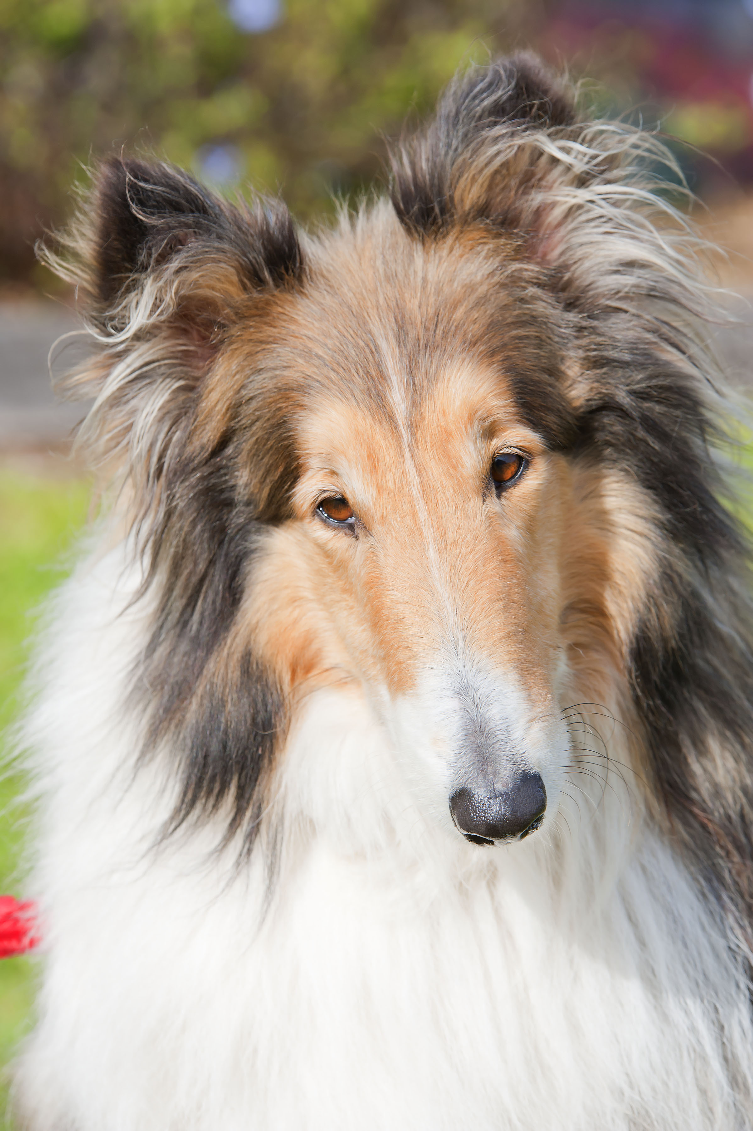 George ID15099 - Large Male Collie Rough Dog in VIC - PetRescue