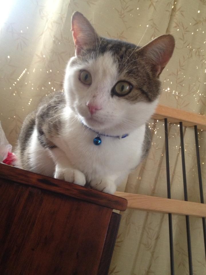 Subby - Male Cat in SA - PetRescue