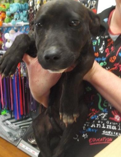 Stefi - Medium Female Staffordshire Bull Terrier Mix Dog in QLD - PetRescue