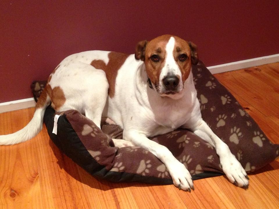 Rocco - Large Male Labrador x Bull Arab Mix Dog in VIC - PetRescue