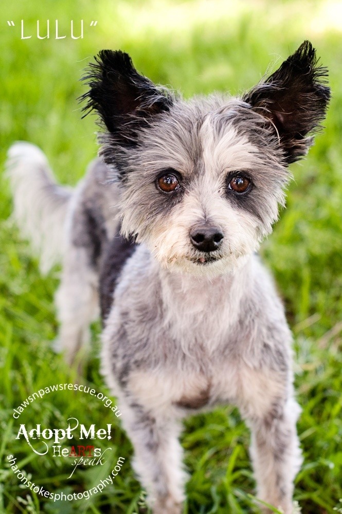 Lu Lu - On Trial - Small Female Dog in NSW - PetRescue