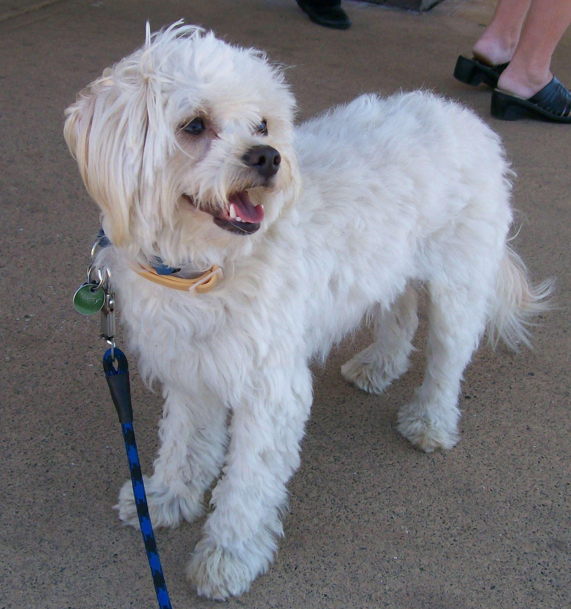 Jo-Jo - Small Male Maltese Dog in NSW - PetRescue