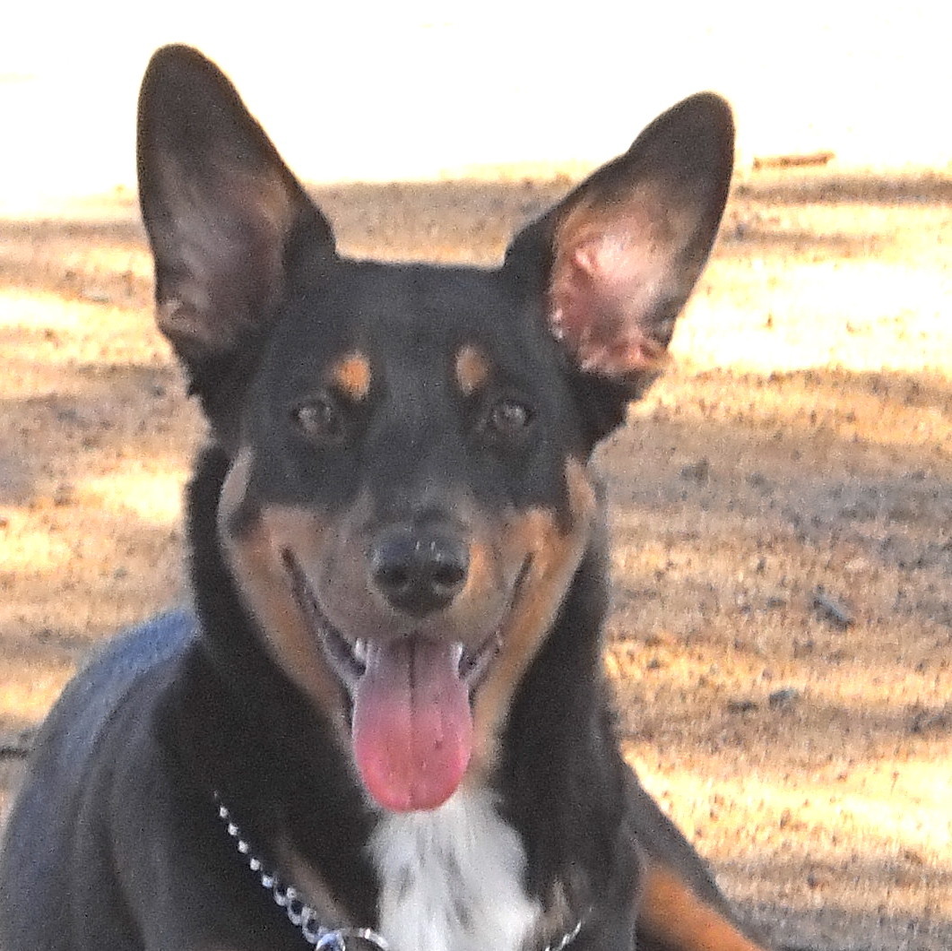 Kelly - Medium Female Kelpie Dog in WA - PetRescue
