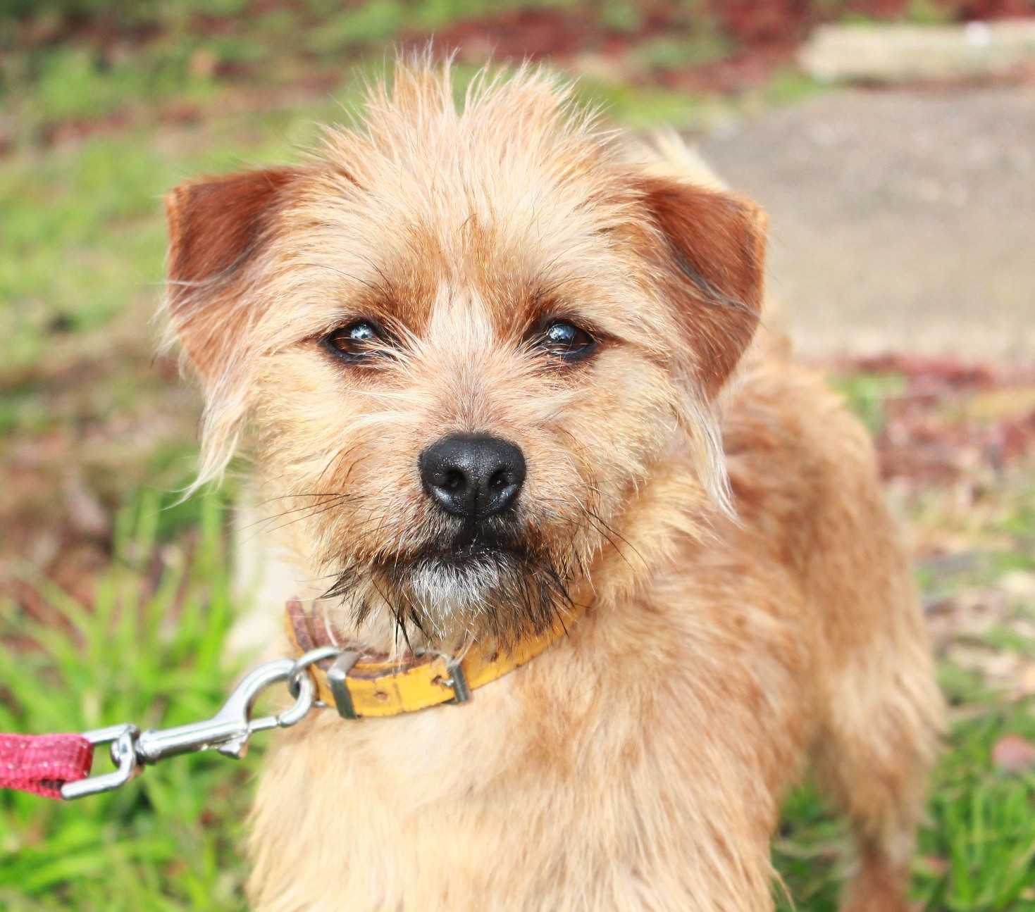 Nelly - Small Female Terrier Dog in ACT - PetRescue