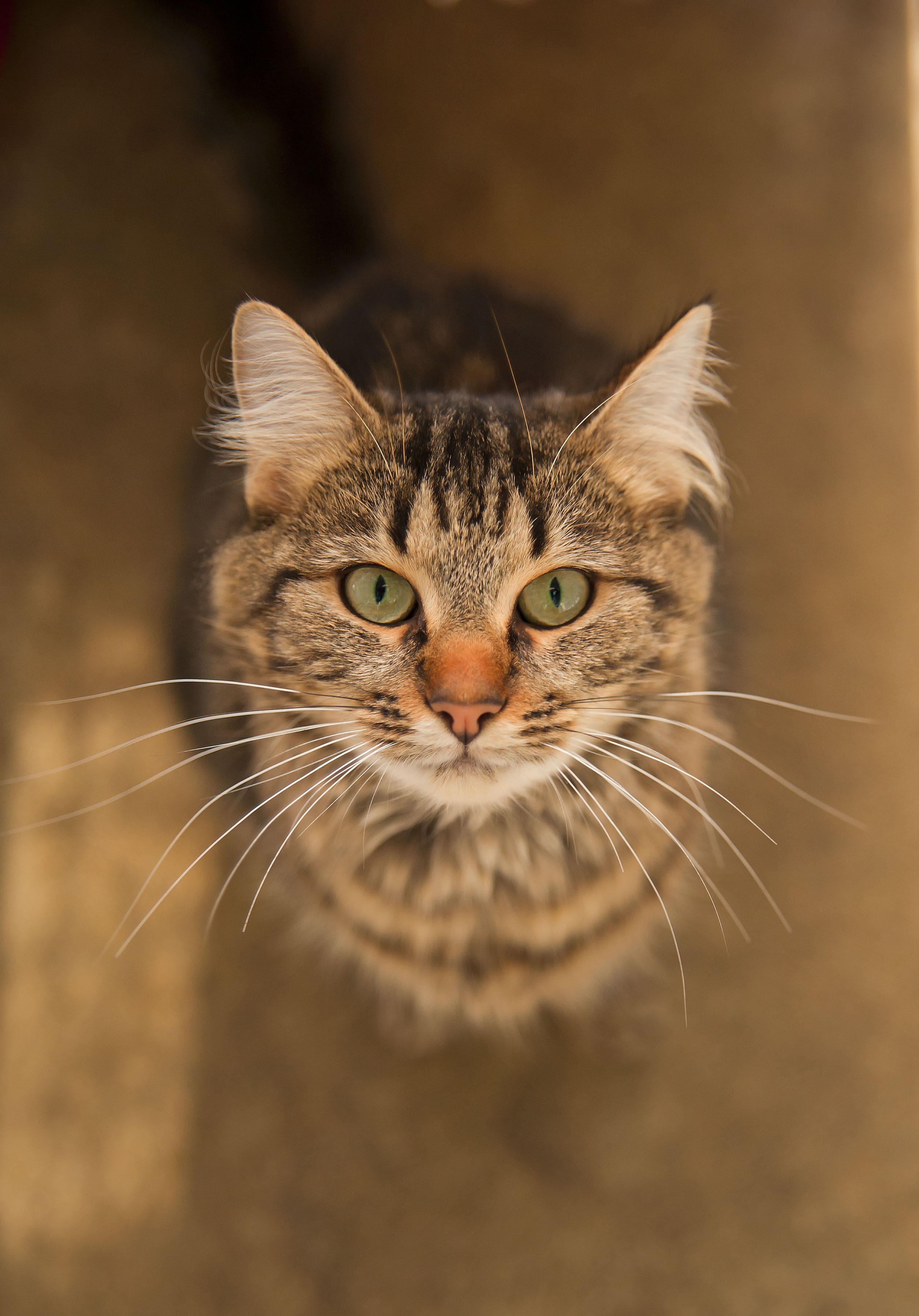 Pud Pud ID15021 - Female Domestic Long Hair Cat in VIC - PetRescue