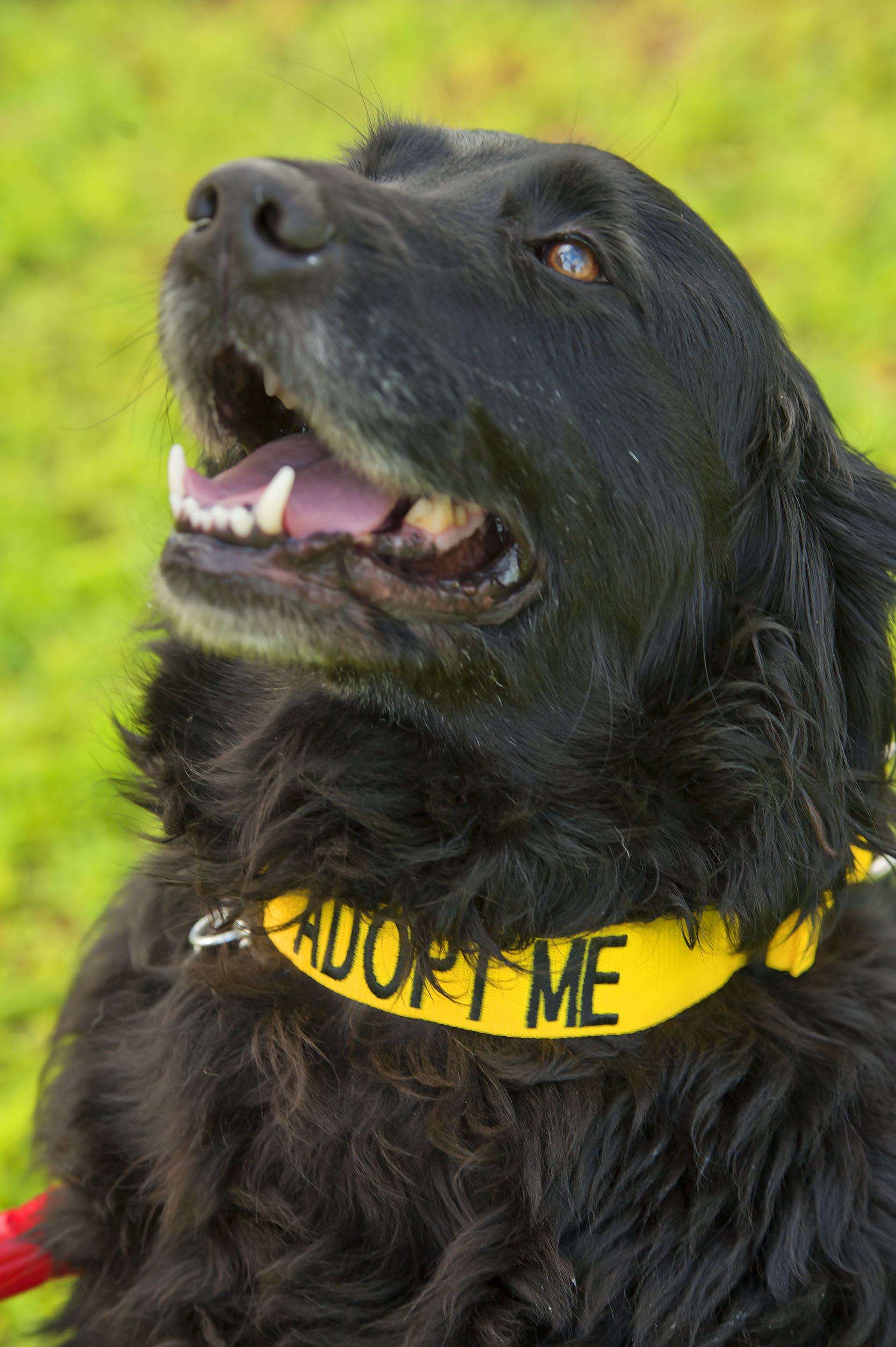 Sammy ID15344 - Large Male Curly Coated Retriever x Labrador Dog in VIC ...