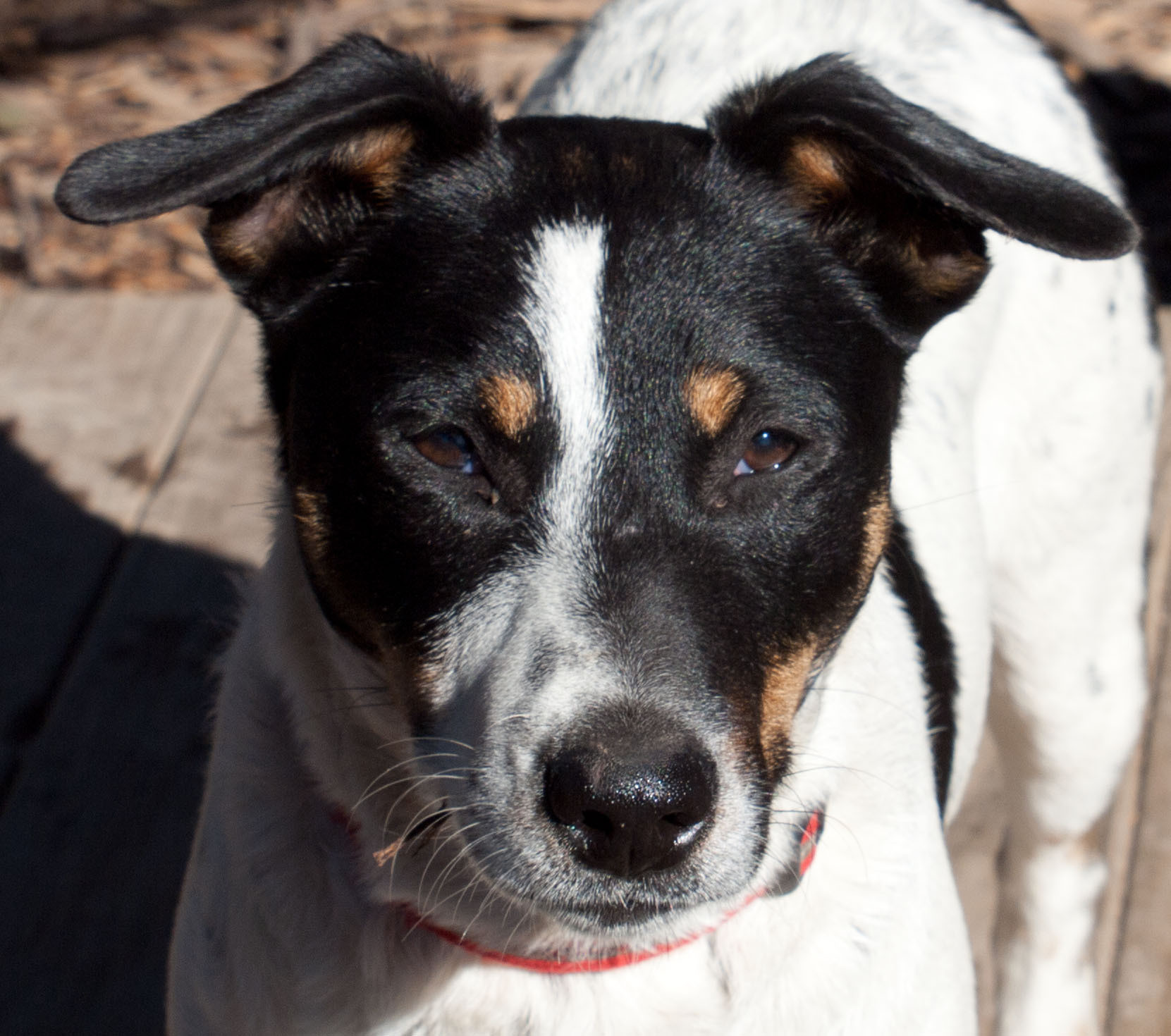 Lady-Lou - Small Female Foxie Cattle Cross Dog in NSW - PetRescue