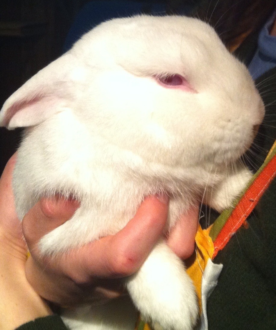 Nimble - Male Rabbit in VIC - PetRescue