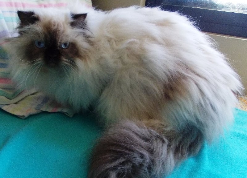 Koala - Female Himalayan Mix Cat in QLD - PetRescue