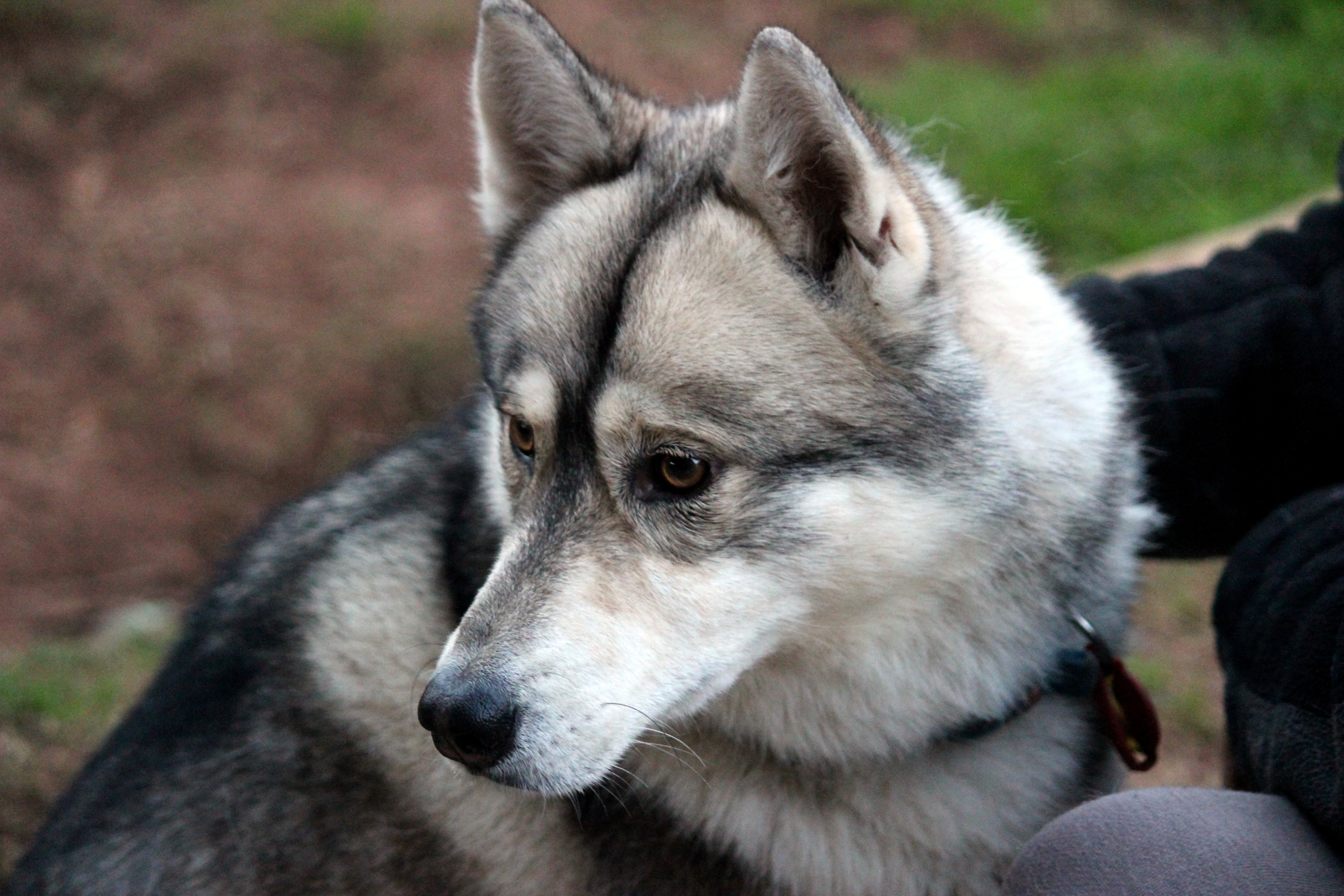 Miska - Medium Male Siberian Husky Dog in SA - PetRescue
