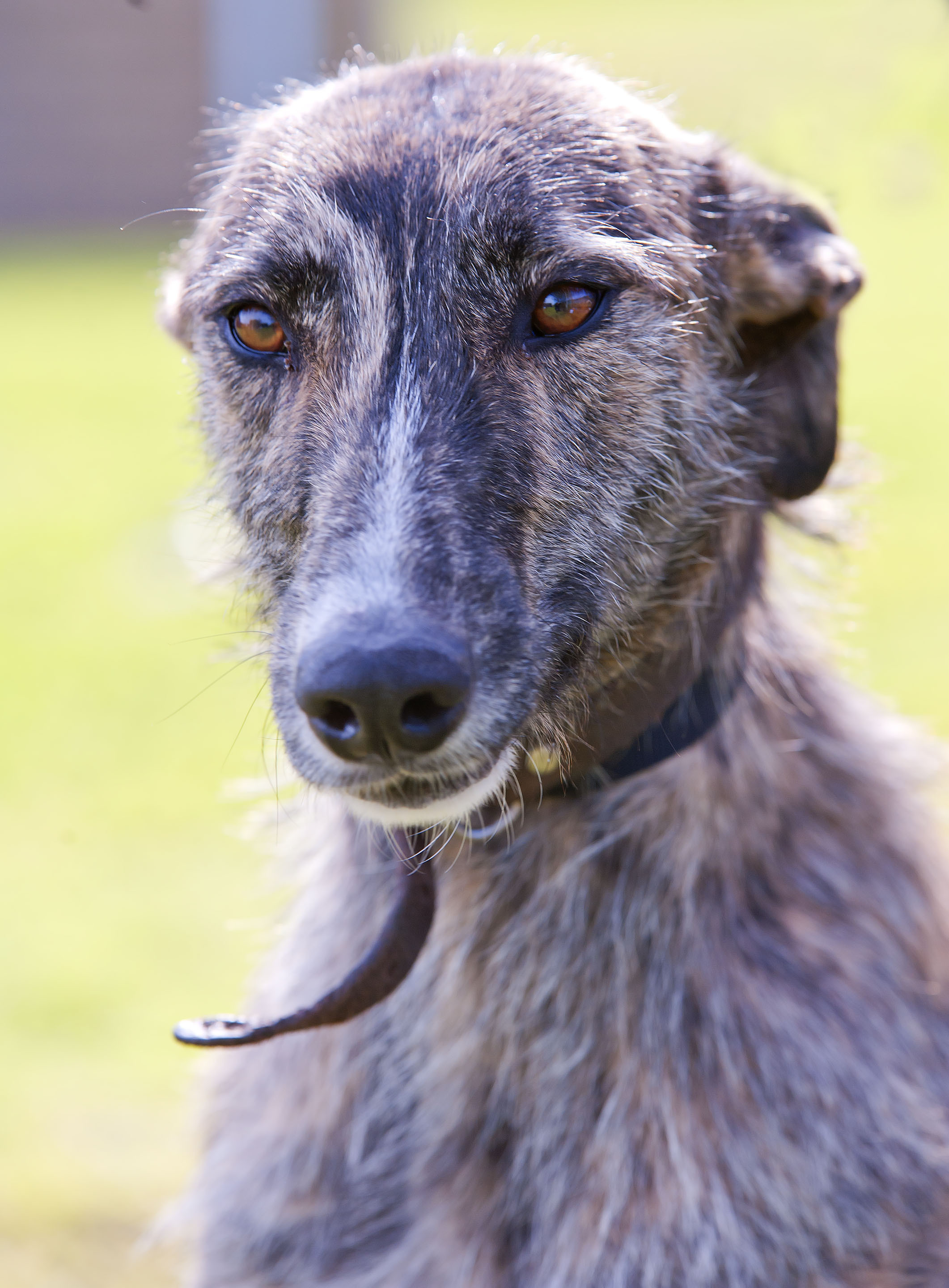Mavis ID15433 Gorgeous gentle girl - Large Female Staghound x Greyhound ...