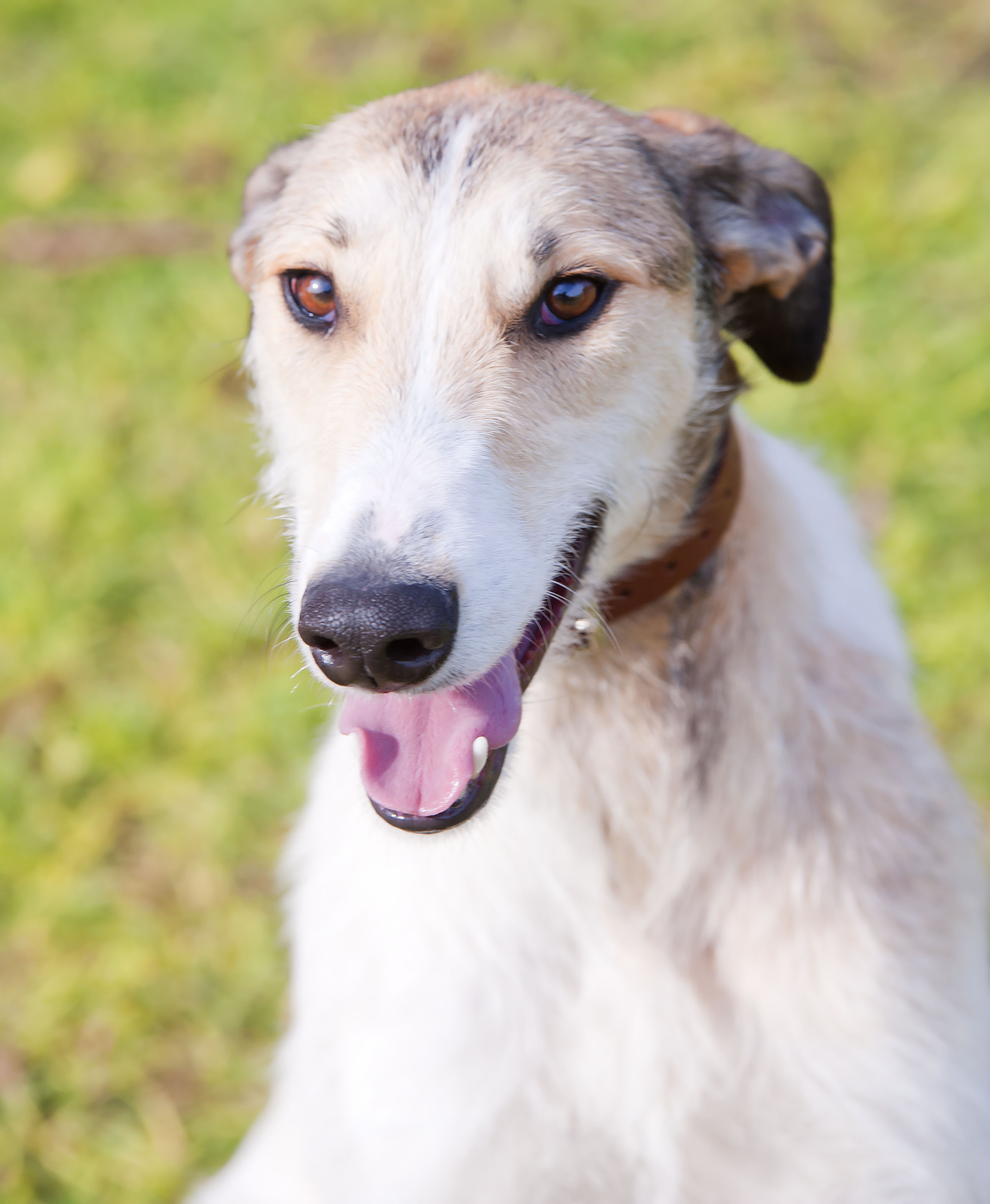 Murphy ID15434. Cuddle me please! - Large Male Staghound x Greyhound ...