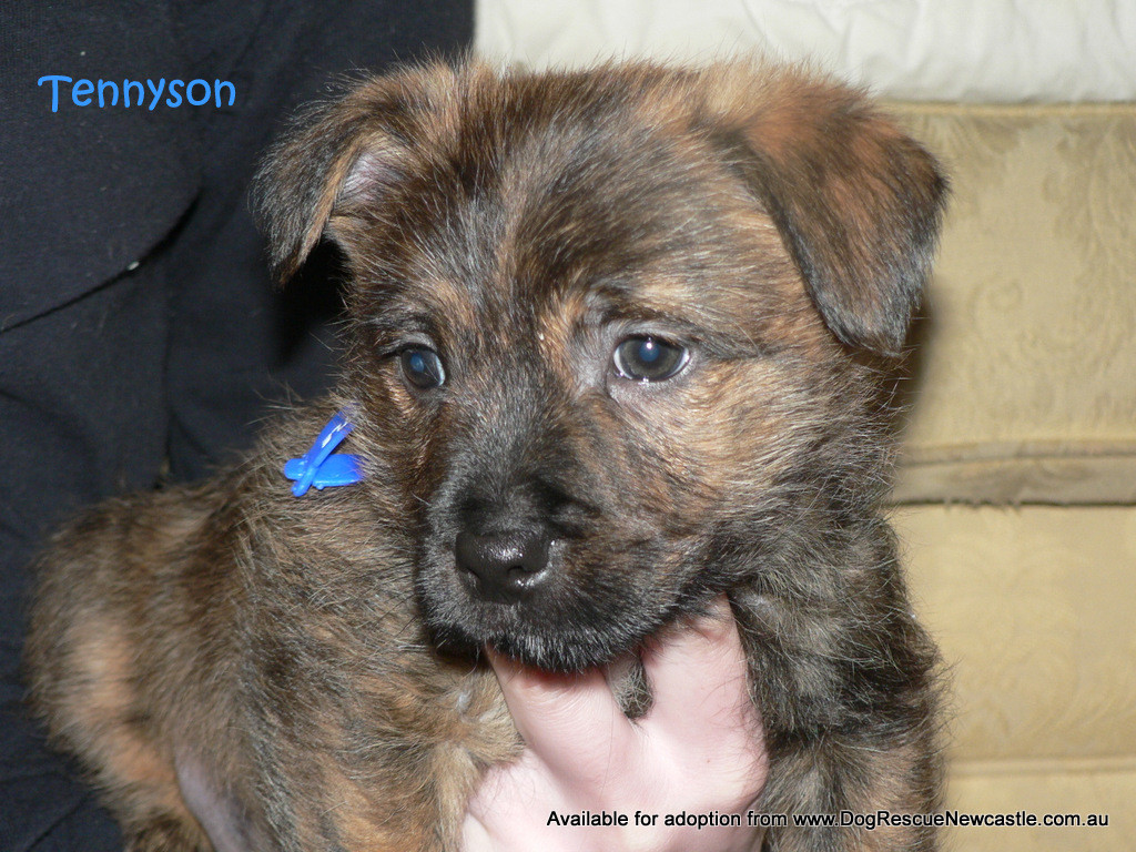 Tennyson (On Trial 14/7/13) - Small Male Maltese x Staffy Dog in NSW ...