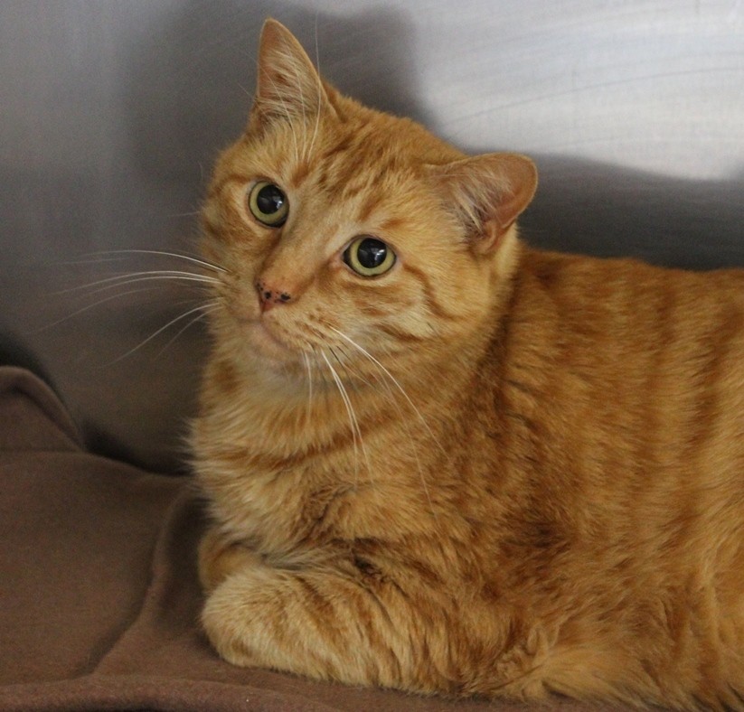 Pumba - Male Domestic Short Hair Cat in ACT - PetRescue