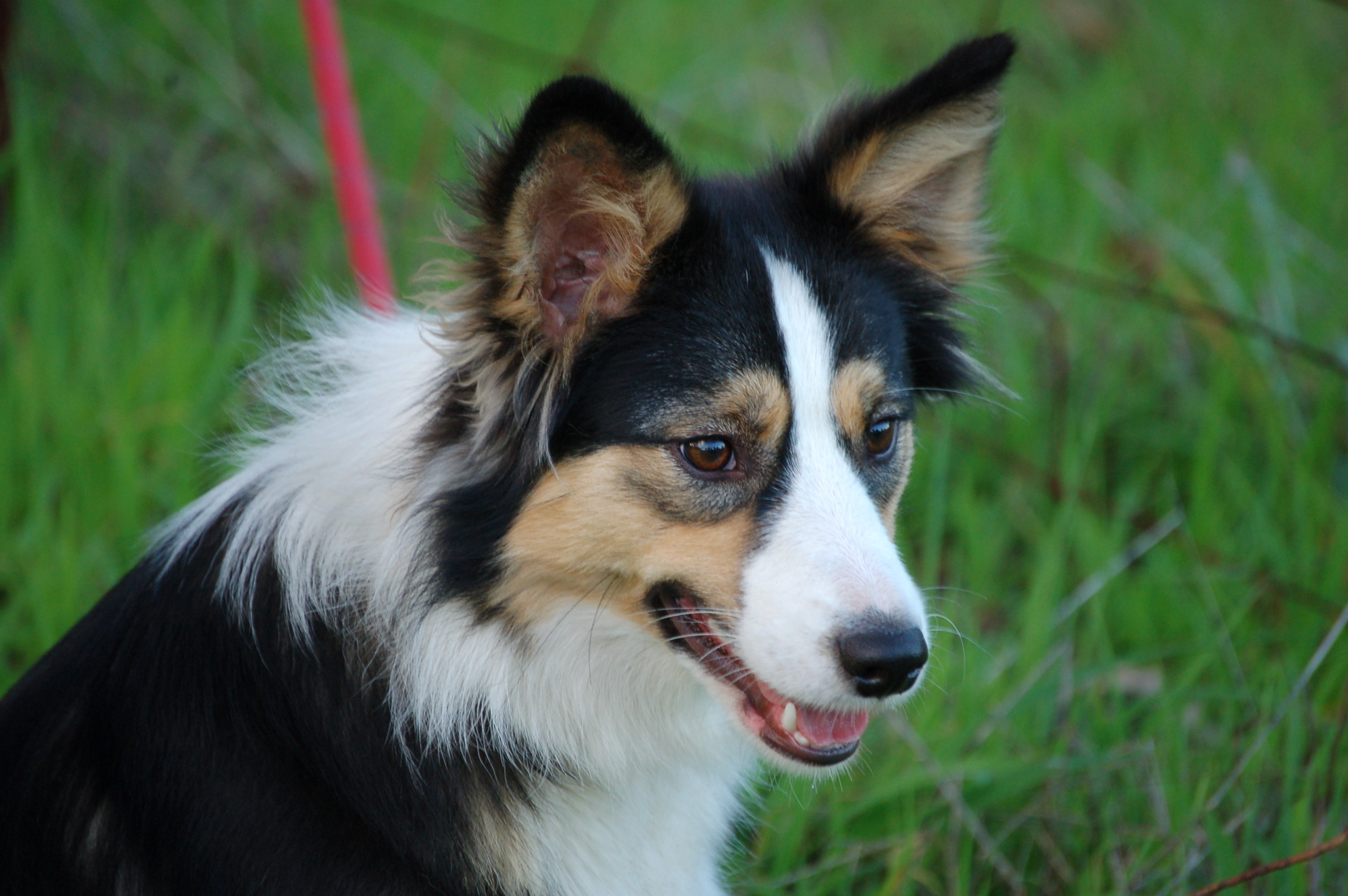 Ruby - Medium Female Border Collie Dog in WA - PetRescue