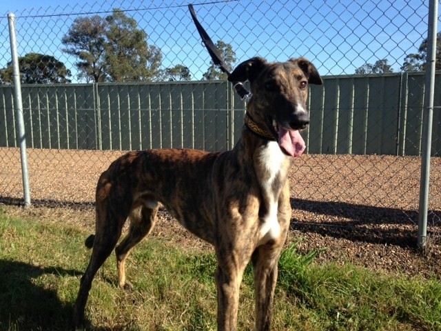 Cadel - Large Male Greyhound Dog in NSW - PetRescue