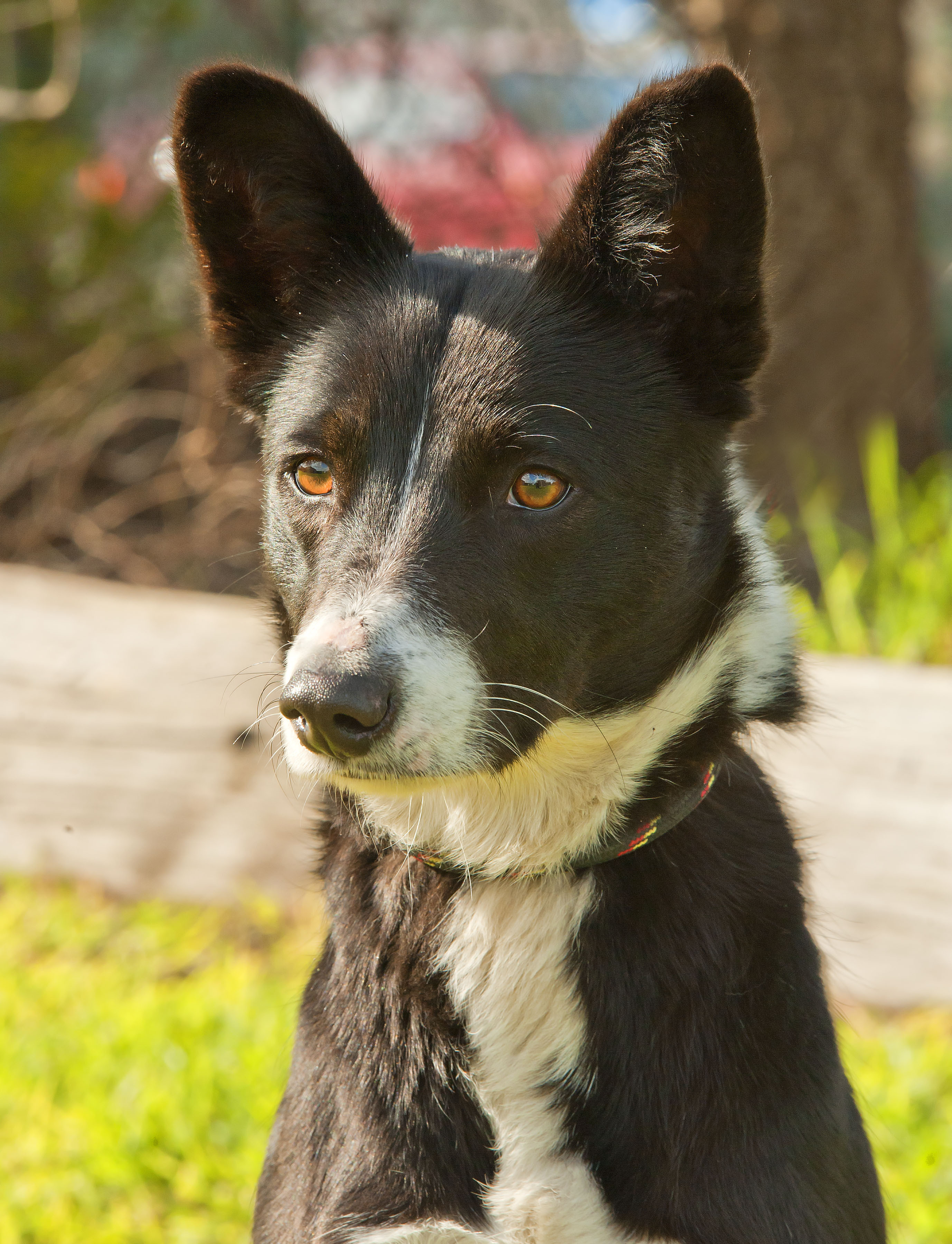 Gem ID15538 - Medium Female Kelpie Dog in VIC - PetRescue
