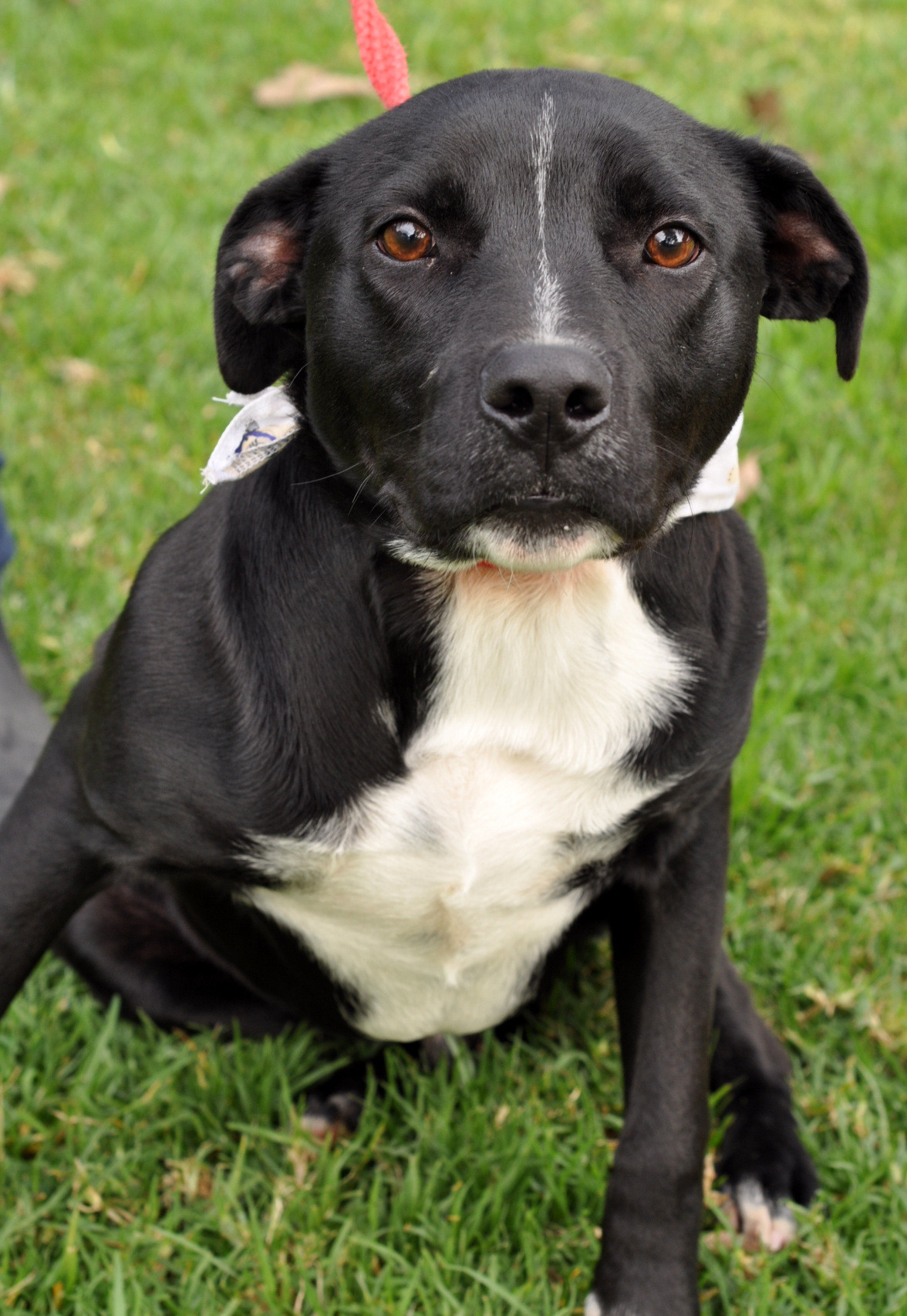 Rex - Medium Male Smithfield Cattle Dog x Staffi Mix Dog in NSW - PetRescue
