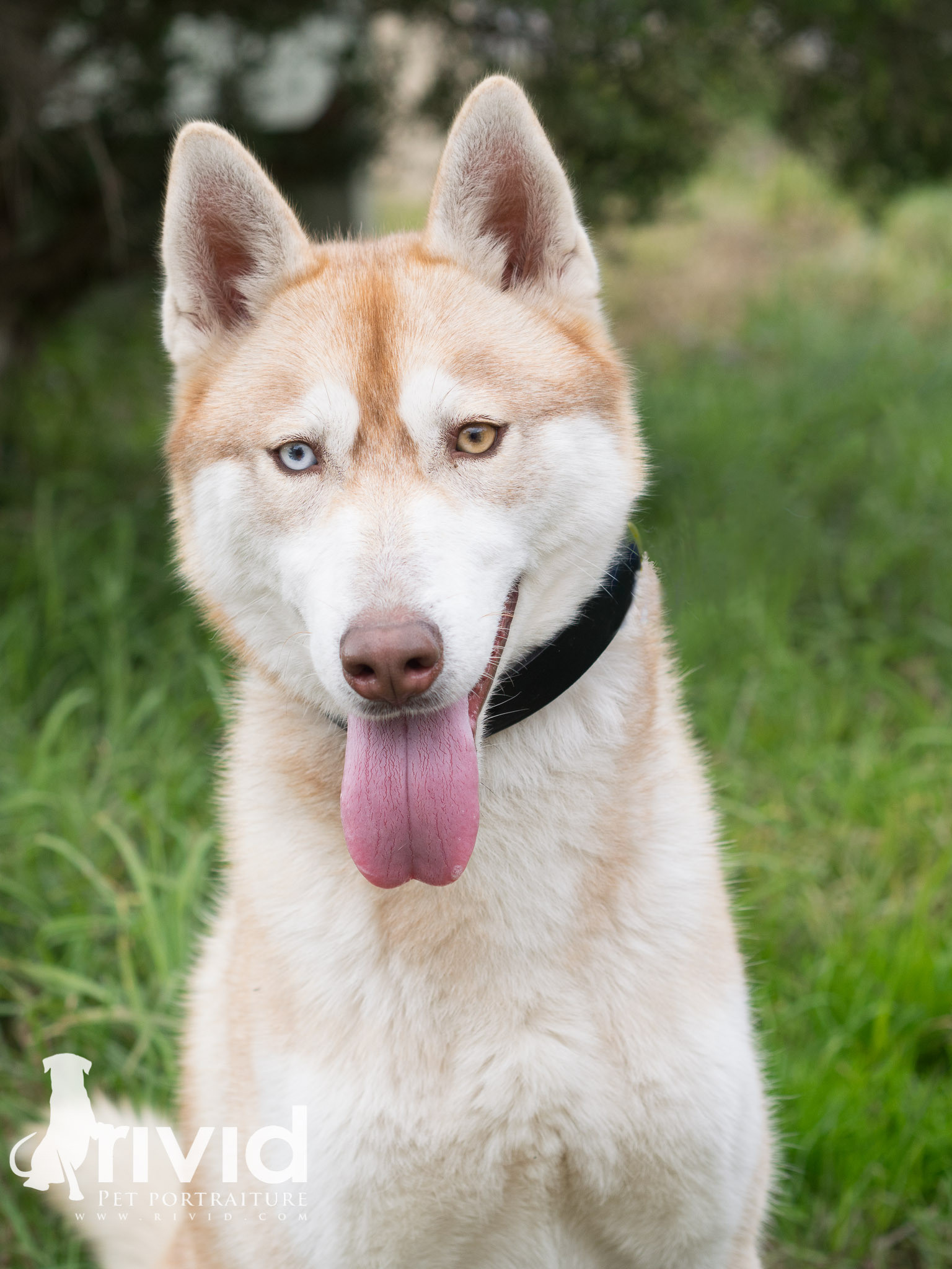 Kobi - Medium Male Siberian Husky Dog in VIC - PetRescue