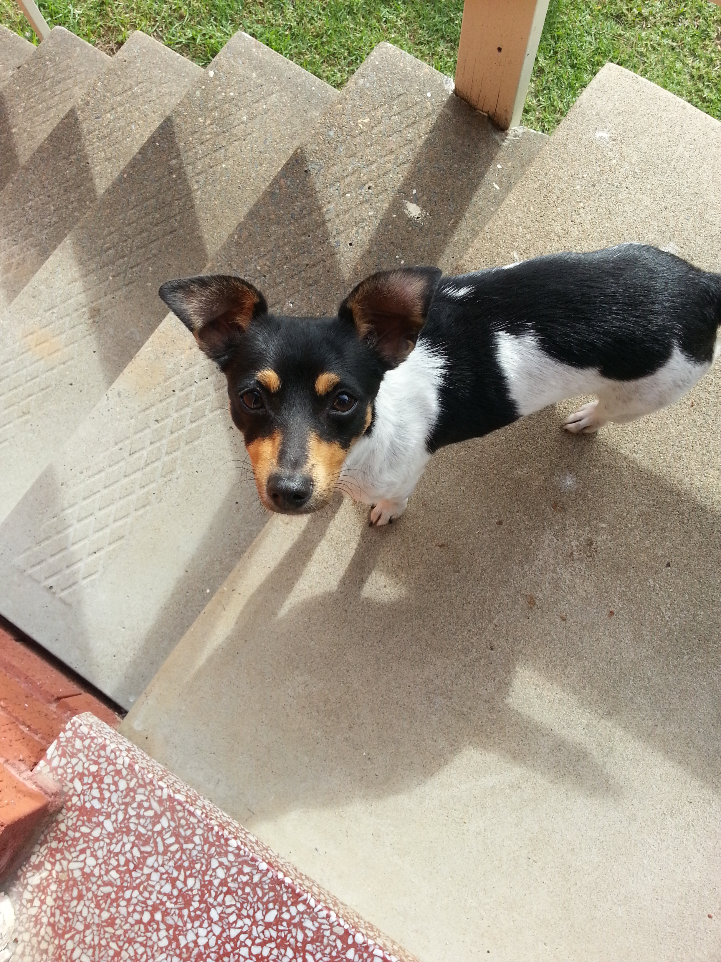 Beryl - Small Female Miniature Fox Terrier Dog in NSW - PetRescue