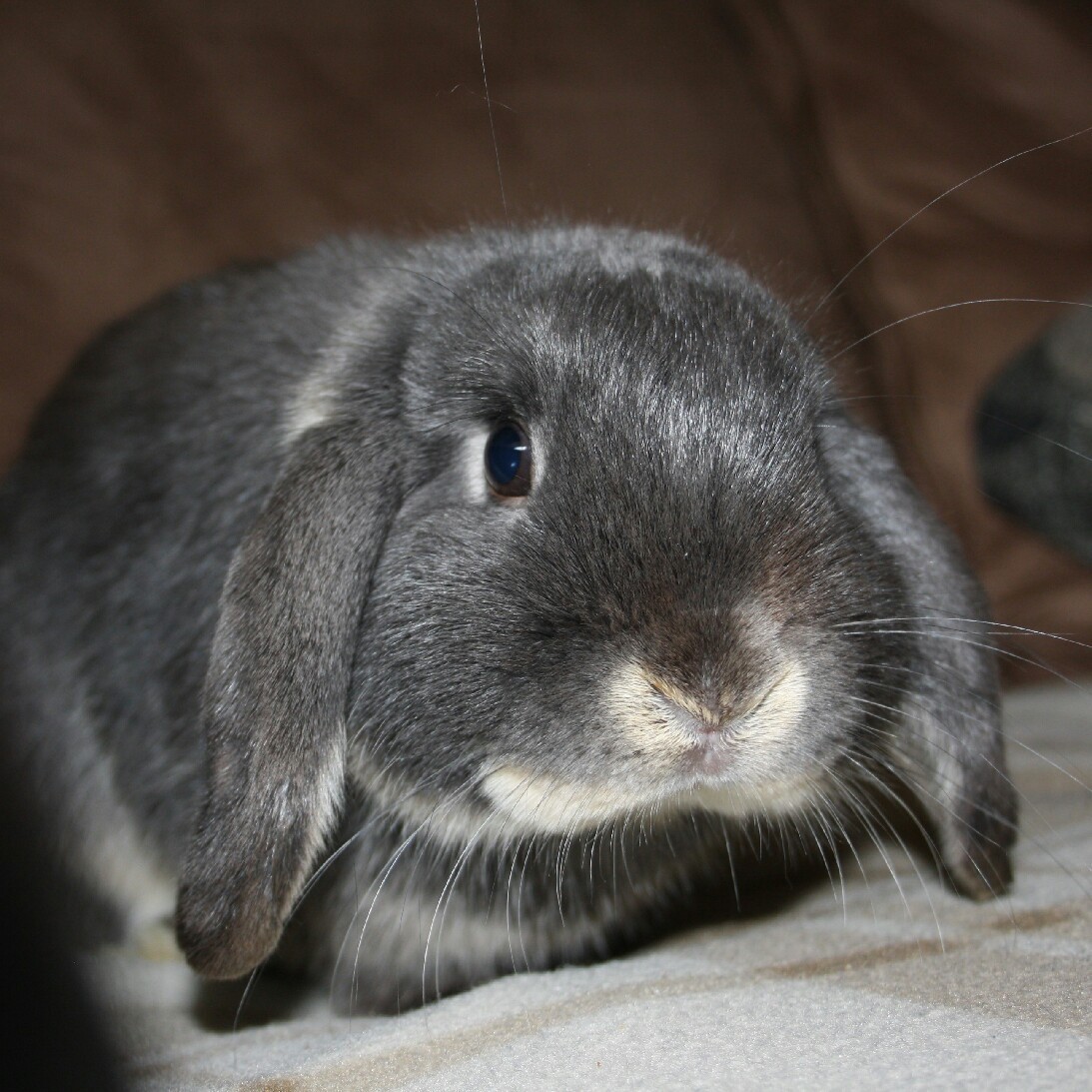 Teddy - Male Lop Rabbit in VIC - PetRescue