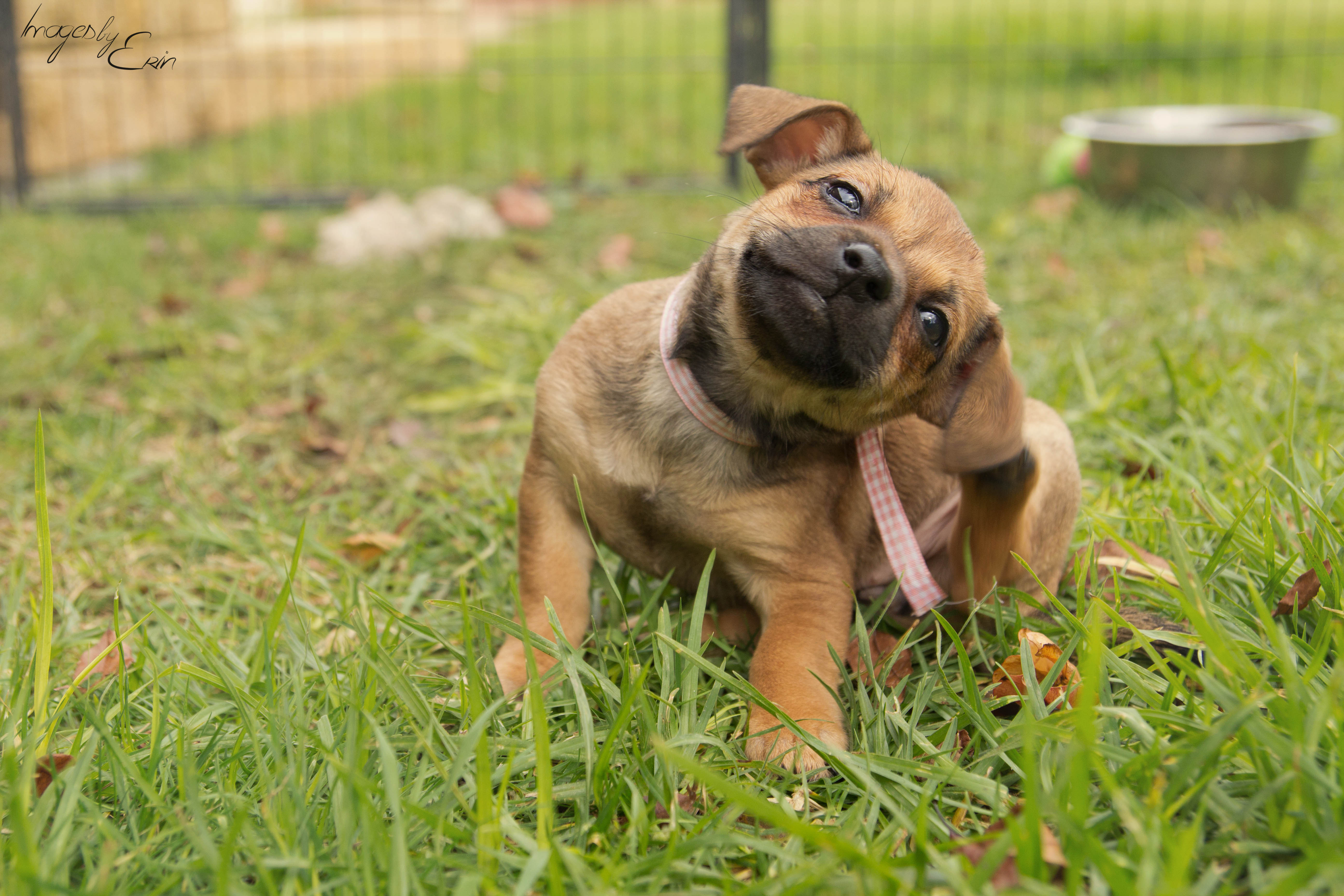 Bitsy - Small Female Cross breed Dog in NSW - PetRescue