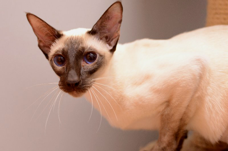 Violet - Female Siamese Cat in QLD - PetRescue