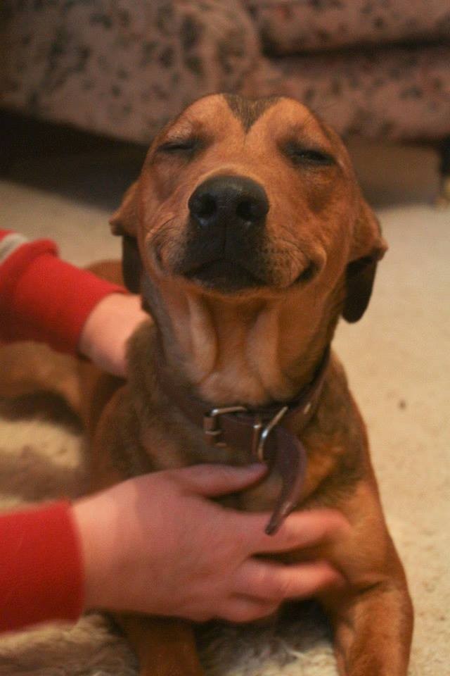Bruce - Small Male Dog in VIC - PetRescue