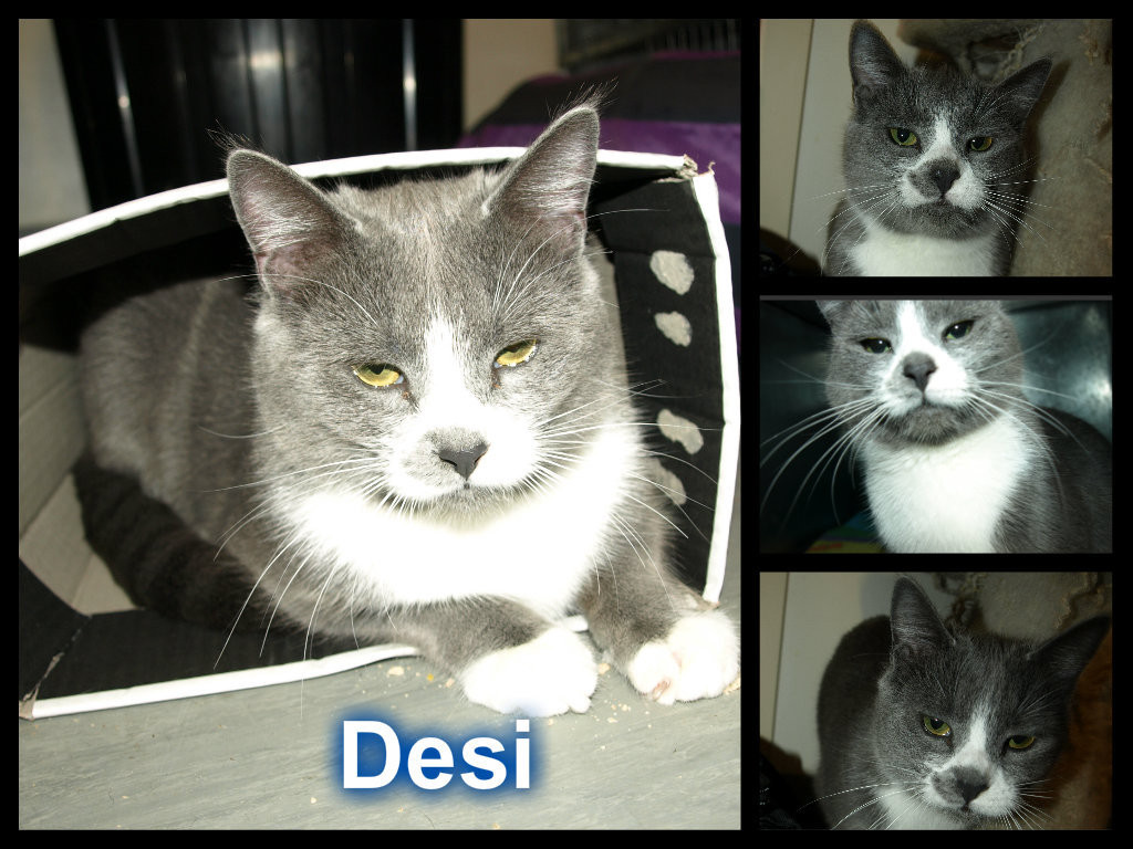 Desi - Female Cat in VIC - PetRescue