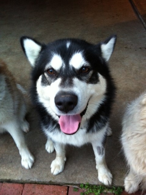 Shiloh - Large Male Alaskan Malamute Dog in SA - PetRescue