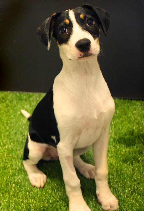 RSPCA Dakabin - PetRescue