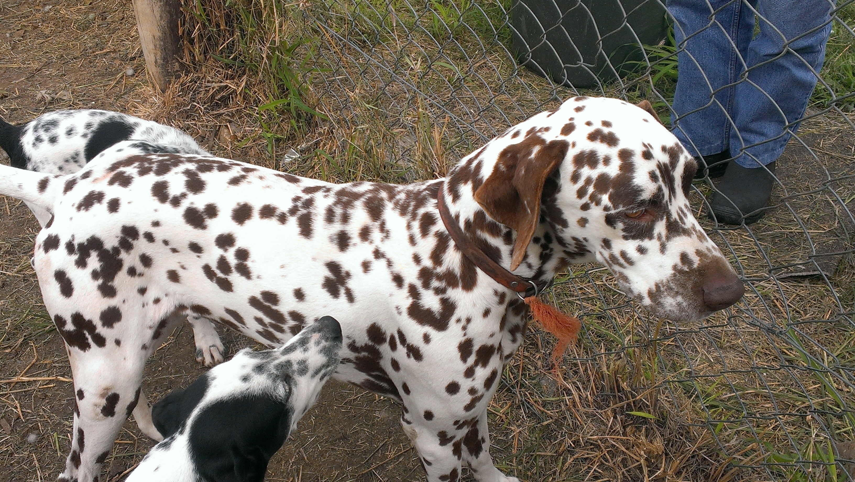 Dozer - Large Male Dalmatian Dog in QLD - PetRescue