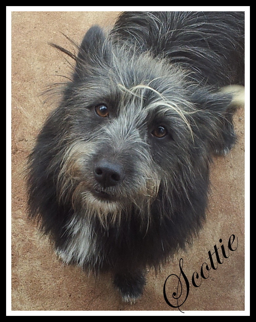Scottie.. a cheerful chappy! - Small Male Australian terrier x Scottish ...