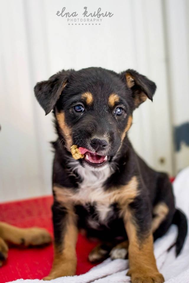 Dexter - Medium Male Australian Cattle Dog x German Shepherd Mix Dog in ...