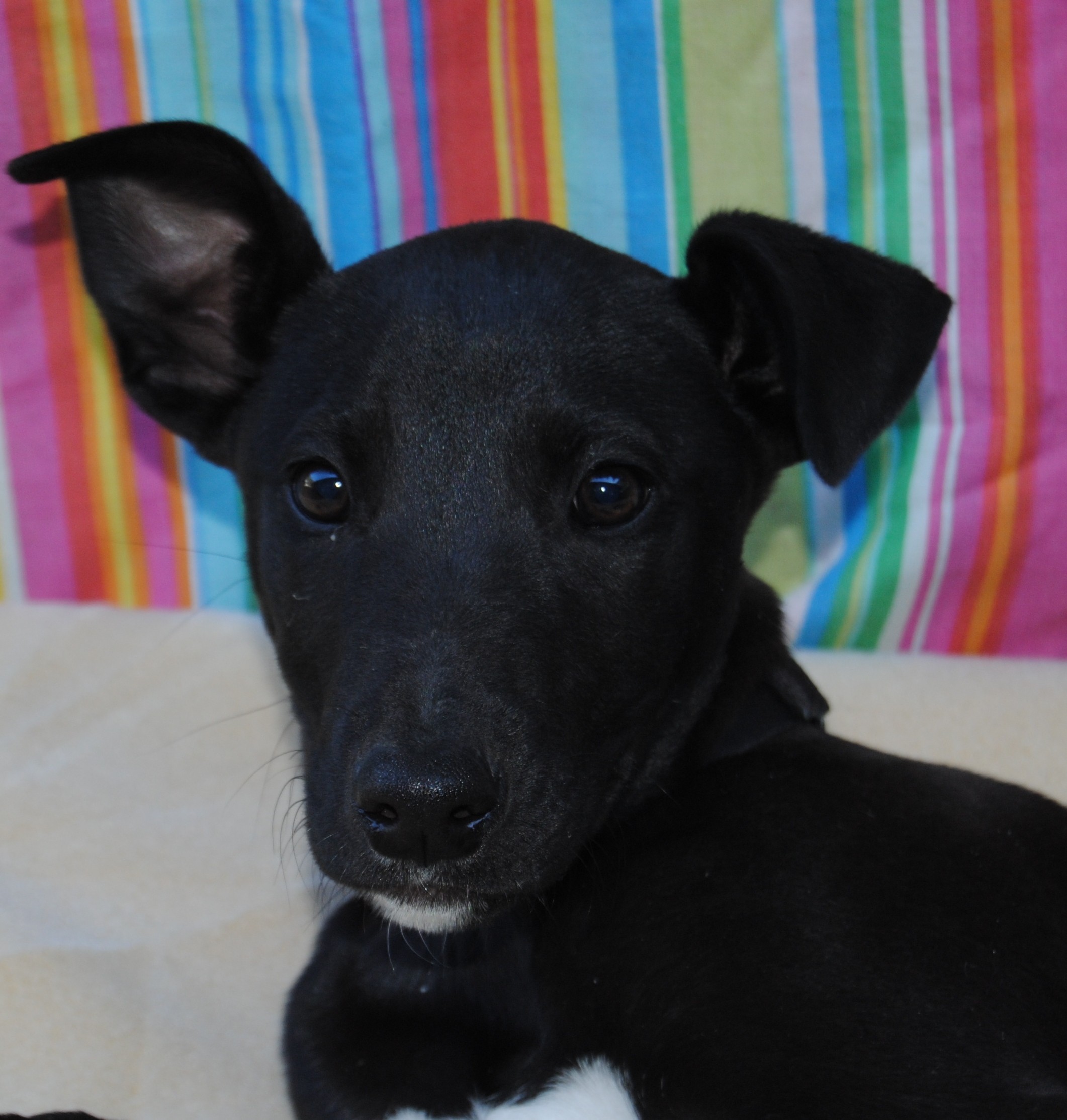 Milly - Medium Female Greyhound x Mastiff Mix Dog in QLD - PetRescue