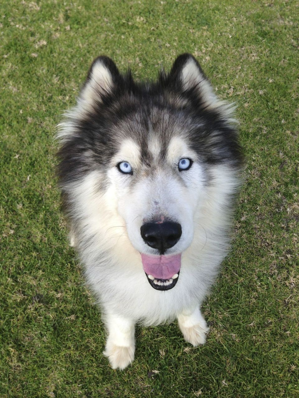 Bear - Medium Male Siberian Husky Mix Dog in NSW - PetRescue