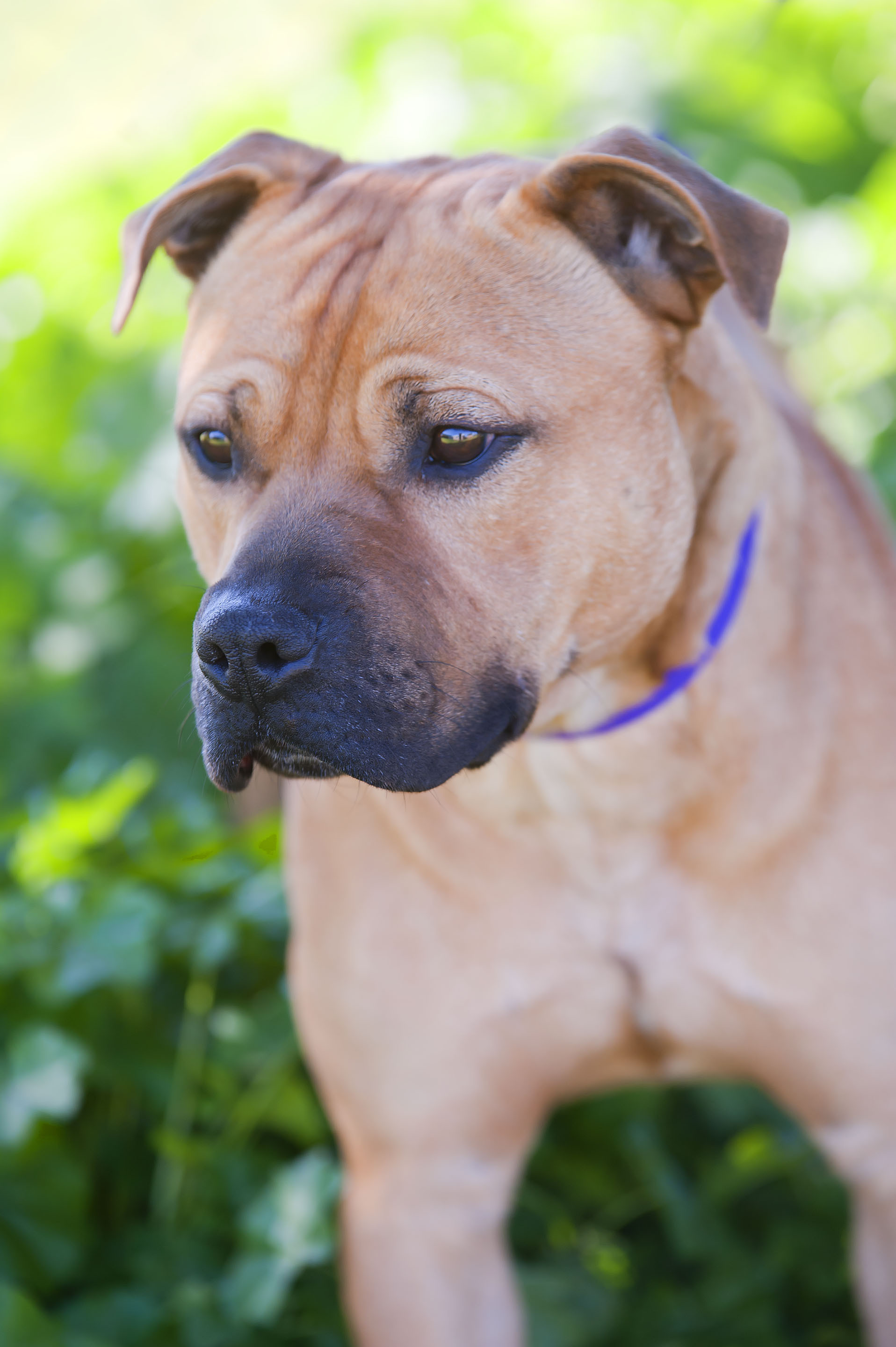 Menace ID6217 - Medium Male Mastiff x Staffy Mix Dog in VIC - PetRescue