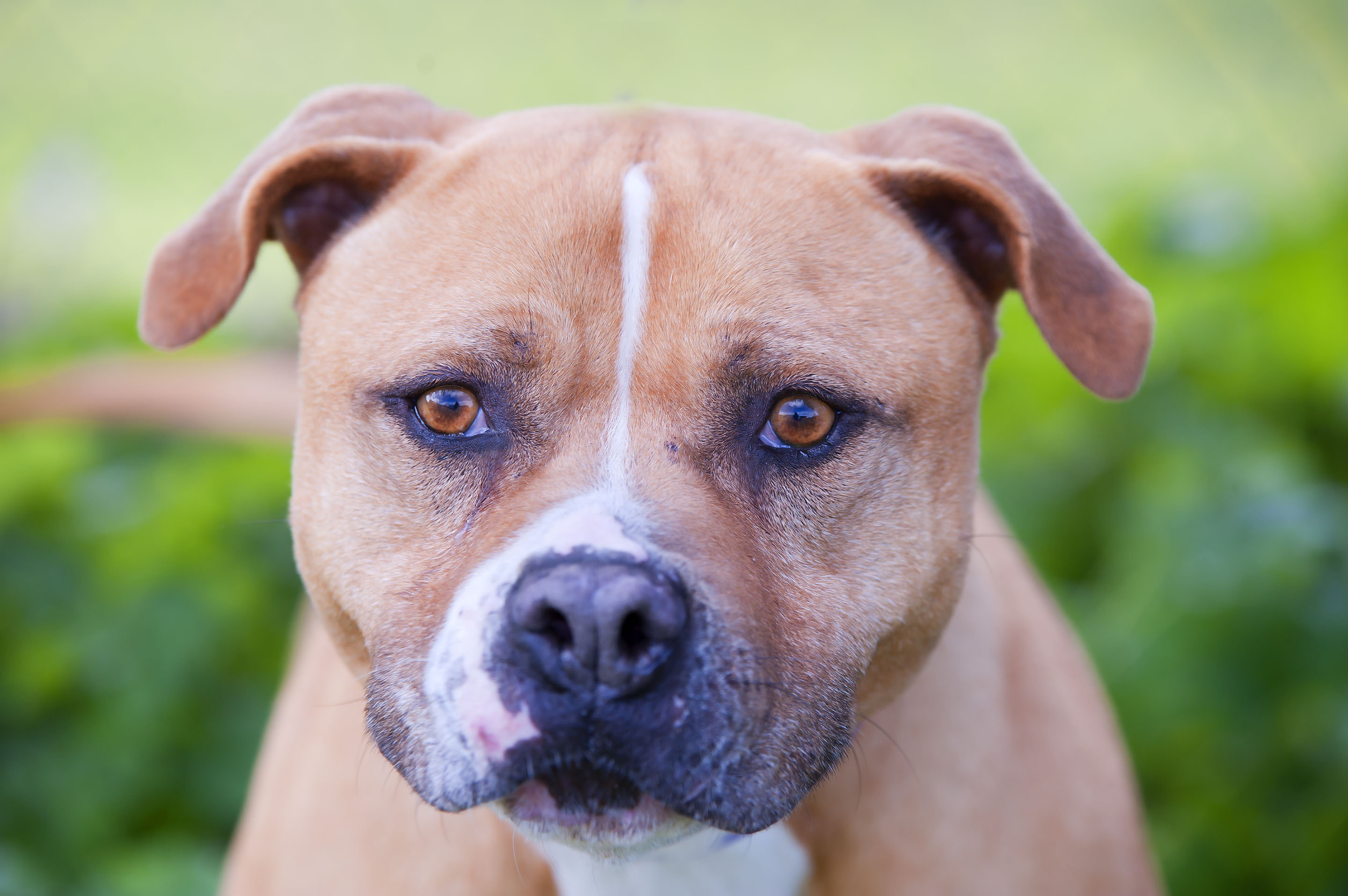 Naxx ID16892 - Large Male Boxer x Staffy Mix Dog in VIC - PetRescue