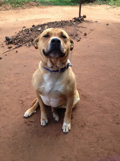 Missy - Medium Female Rhodesian Ridgeback x Red Heeler Mix Dog in VIC ...
