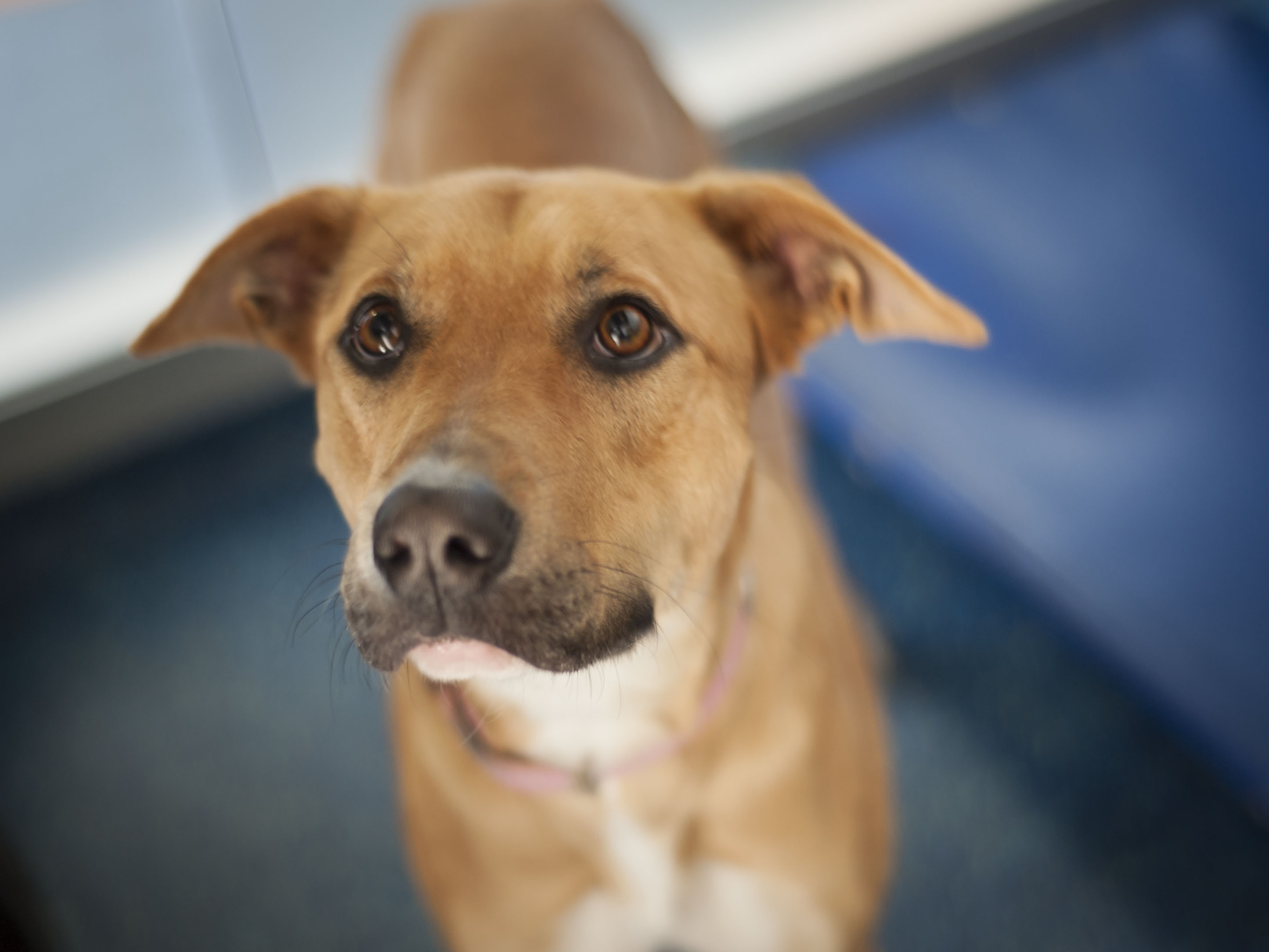 Marlee - Medium Female Kelpie x Rhodesian Ridgeback Mix Dog in QLD ...