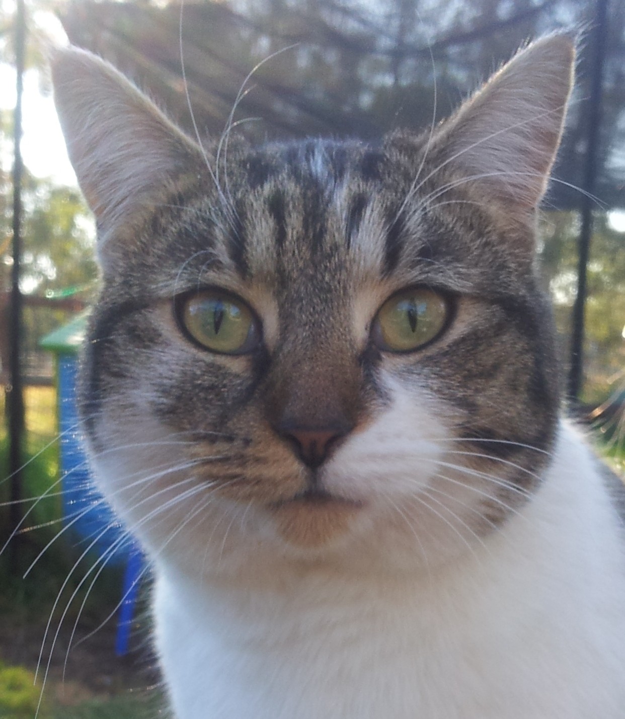 SuziQ (stumpy tail) - Female Domestic Short Hair Cat in NSW - PetRescue