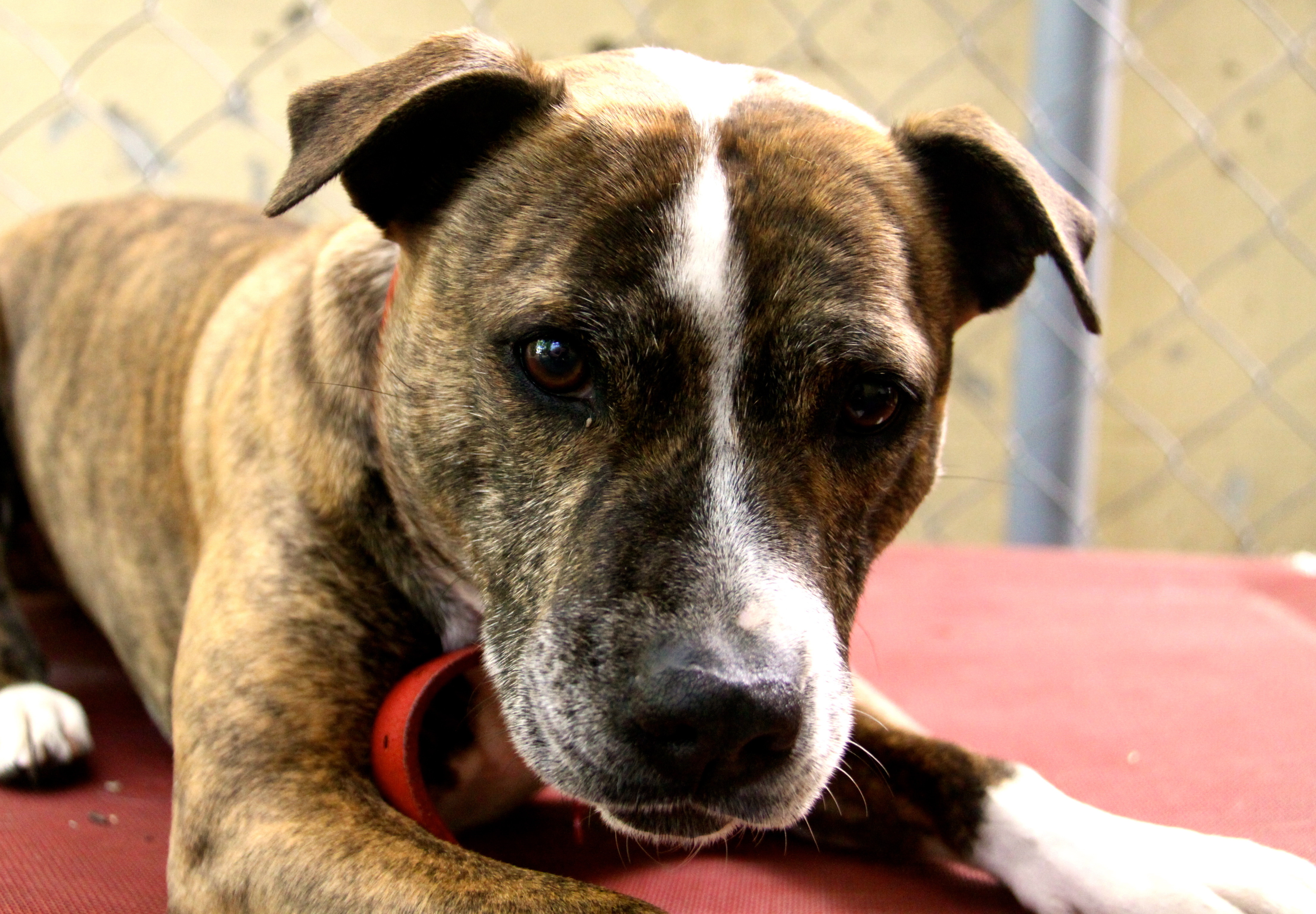 Evie - Small Female Staffy Dog in NSW - PetRescue