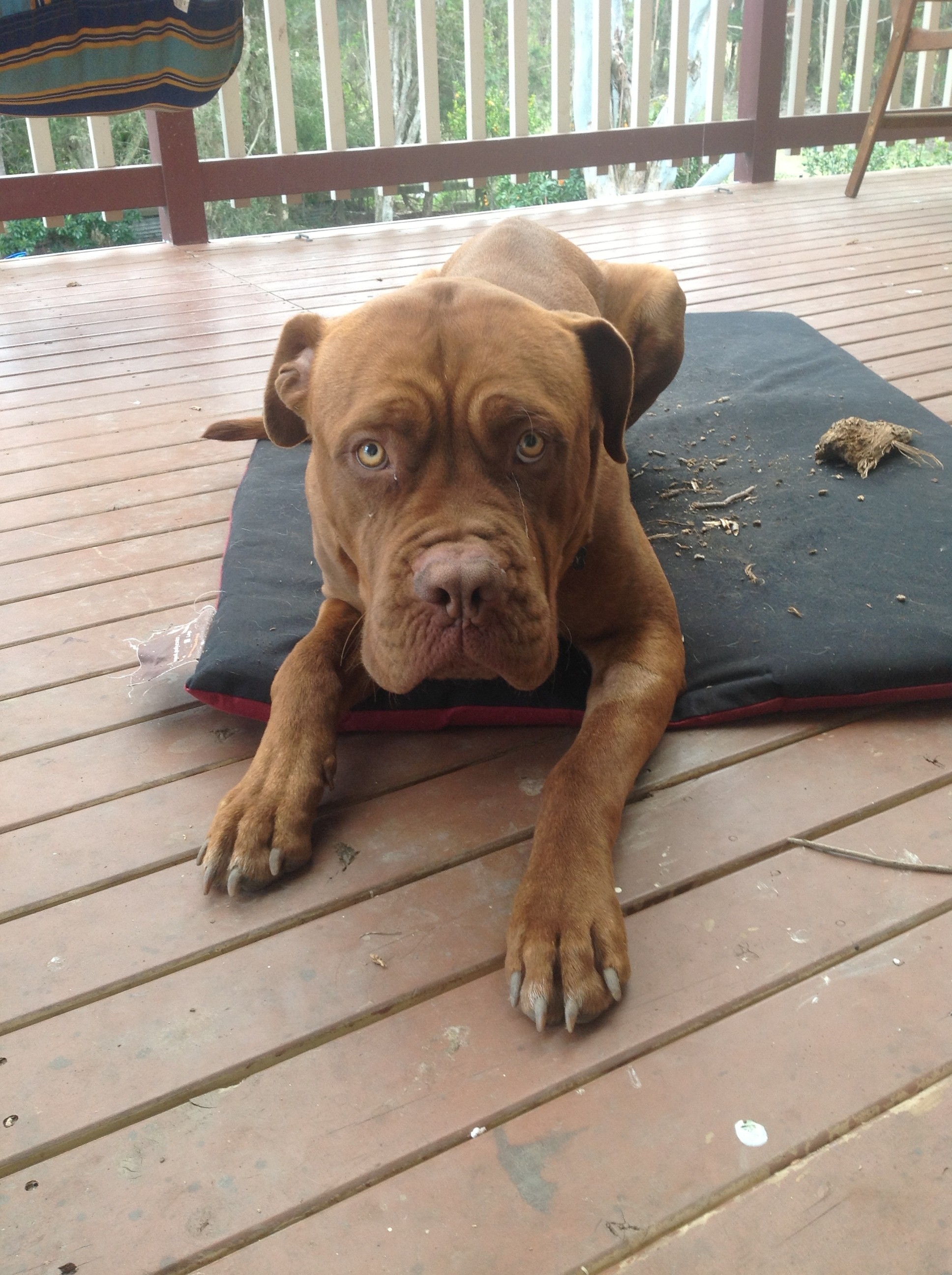 Ziggy - Large Male Dogue De Bordeaux x Neapolitan Mastiff Dog in NSW ...