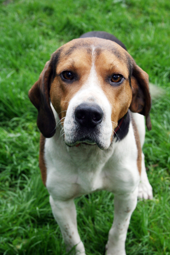 Sarge - Large Male Beagle Mix Dog in VIC - PetRescue