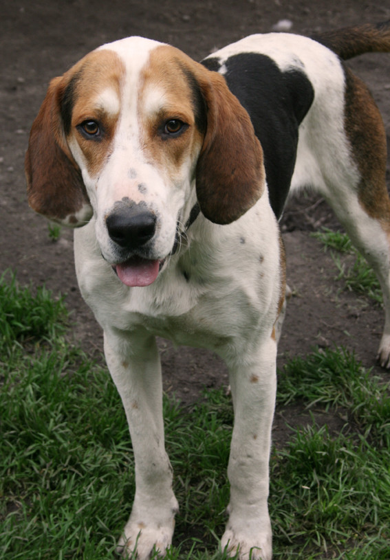 Doby - Large Male Foxhound, American Mix Dog in VIC - PetRescue