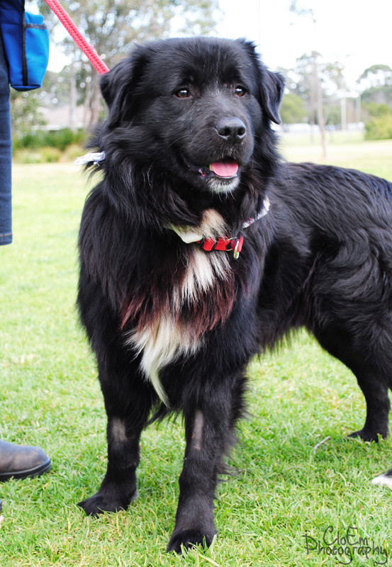 Ted - Large Male Border Collie x German Shepherd Mix Dog in NSW - PetRescue
