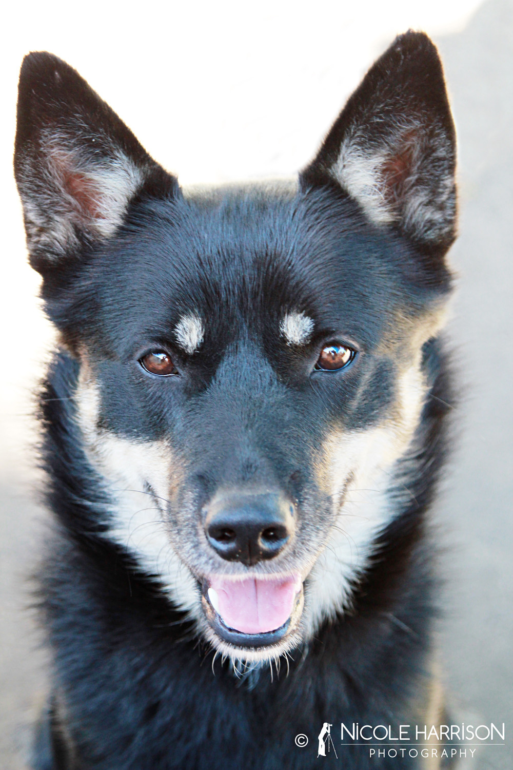 Clyde - Medium Male Kelpie Dog in NSW - PetRescue